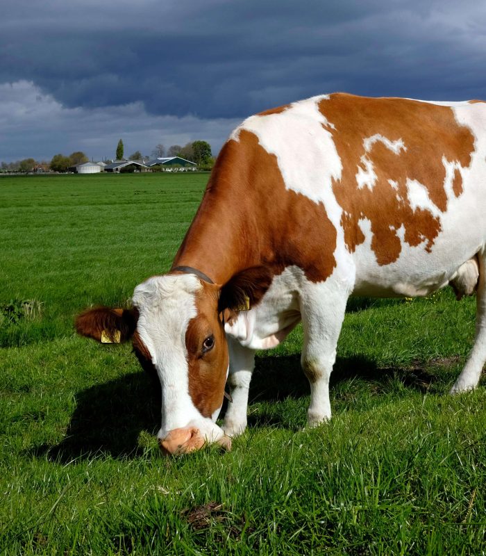 Echipamente pentru zootehnie si agricultura - Super Farm Land